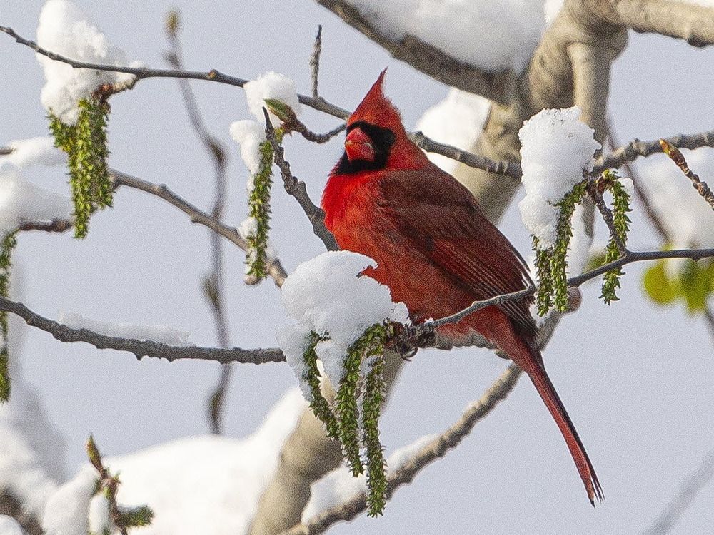 COLUMN: Look for ways to shelter birds during winter | London Free Press