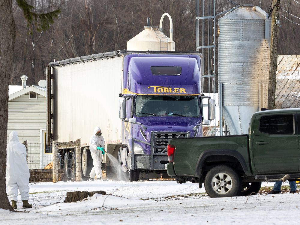 As bird flu spreads near London, a breakdown of CFIA’s response ...