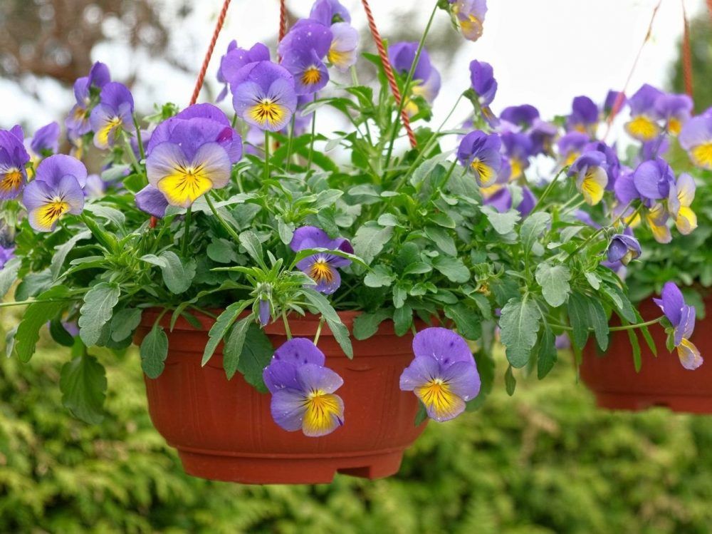 GARDENING: Water, fertilizer make all the difference in garden | London ...