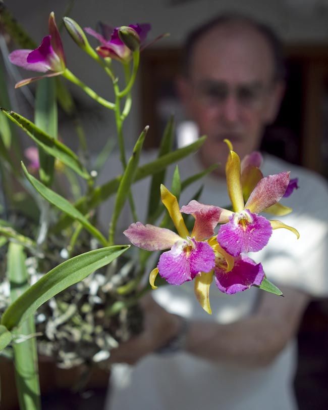 Orchid obsession | Montreal Gazette