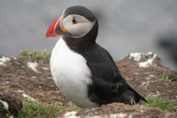 Puffin trying to get back home | Montreal Gazette