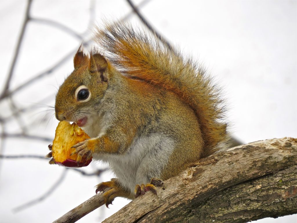 How to make your own data map of Montreal | Montreal Gazette