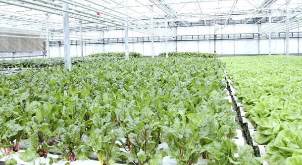 What’s New at Lufa Farms | Montreal Gazette