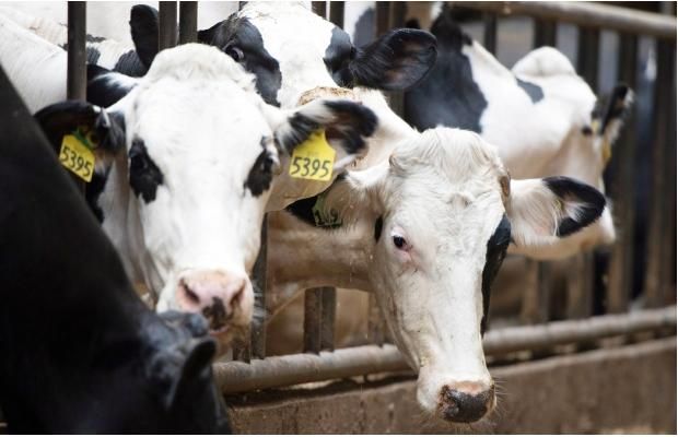 Preventing abuses against Quebec farm animals | Montreal Gazette