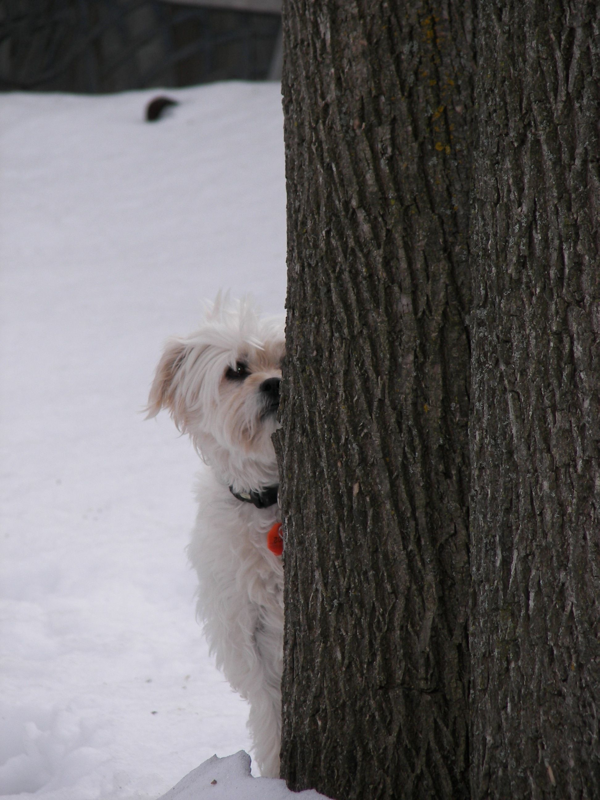 Gallery: Photo of the Week: Snow dogs | Montreal Gazette