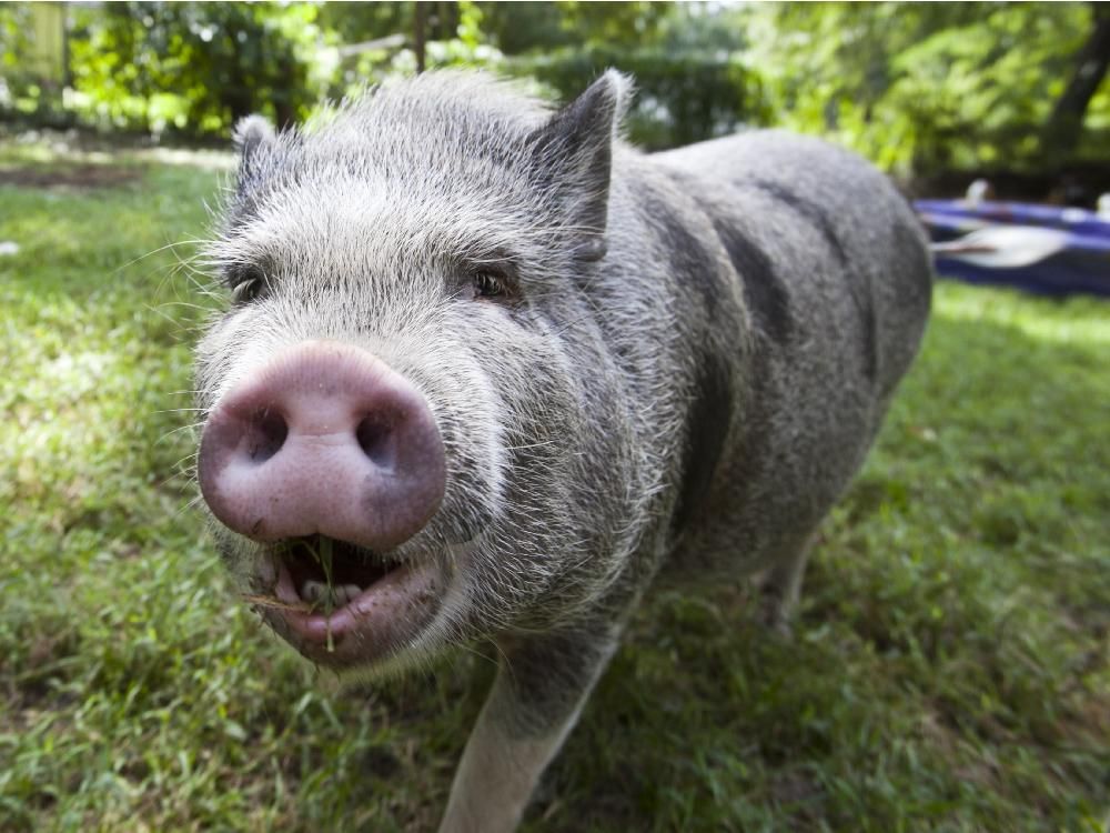 While you were sleeping: Pig found near Dunkin' Donuts, named 'Pork ...