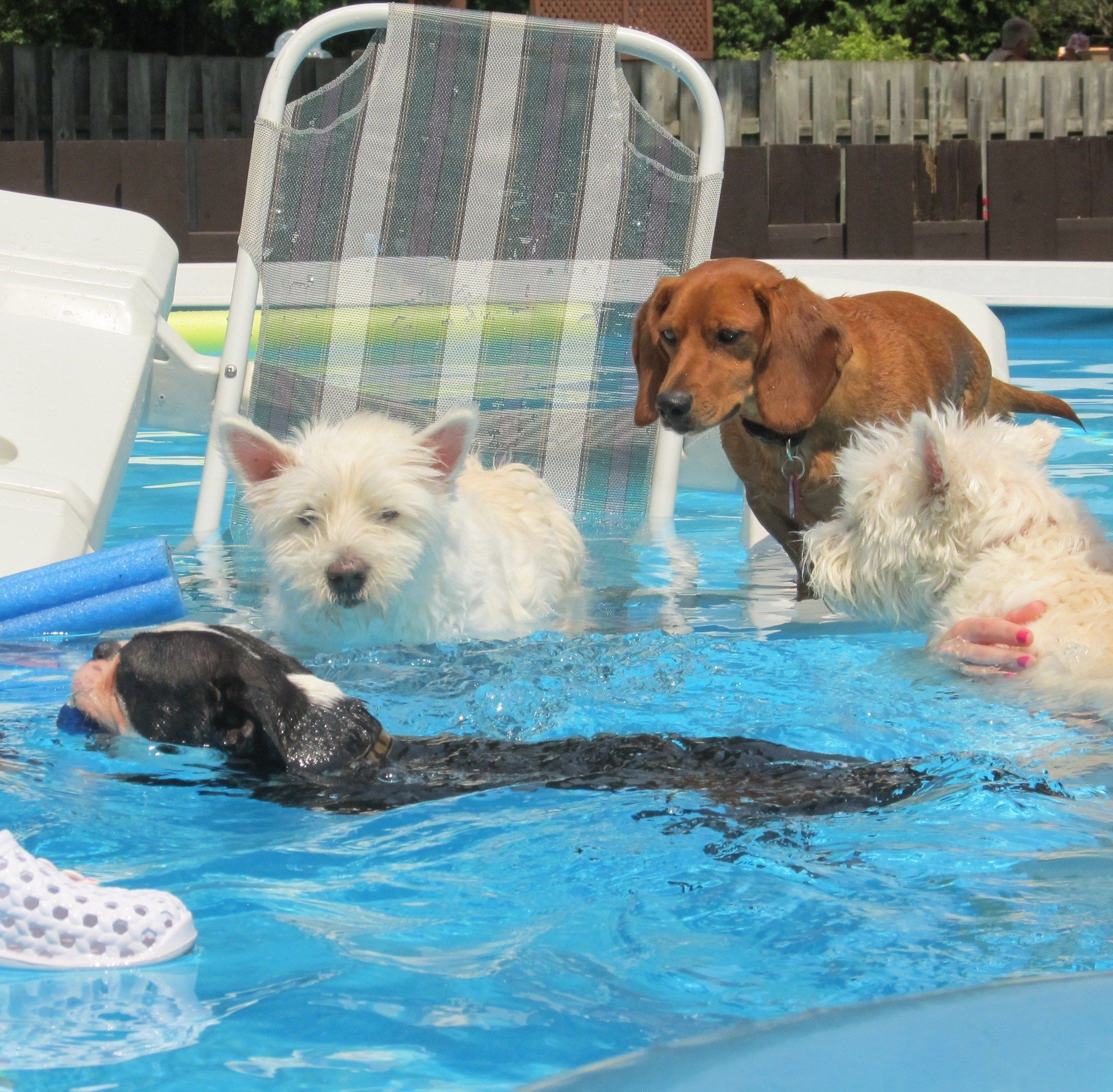 Photo of the Week: Pets in the pool | Montreal Gazette