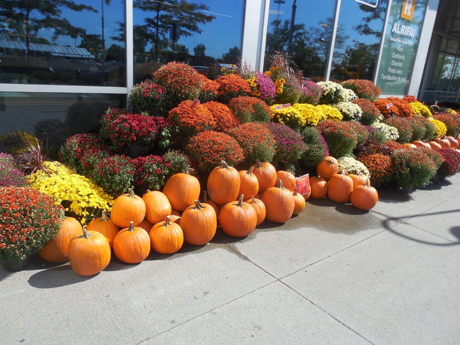 Gallery: Photo of the Week: Pumpkins | Montreal Gazette