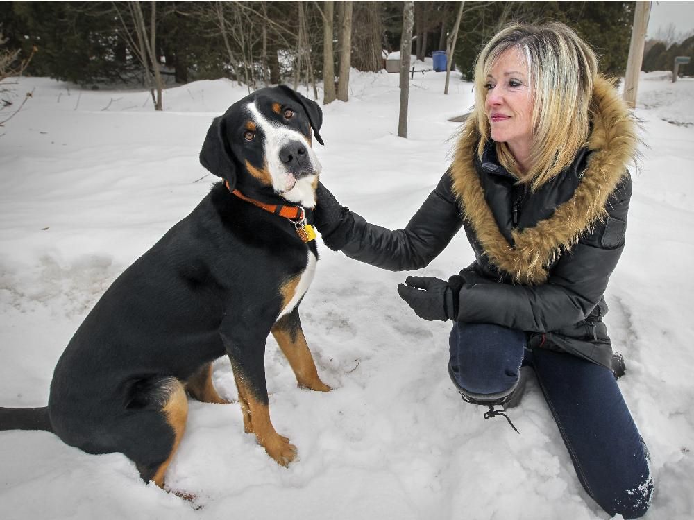 Dog injured by Conibear trap just off trail on Mont-Rigaud (with video ...