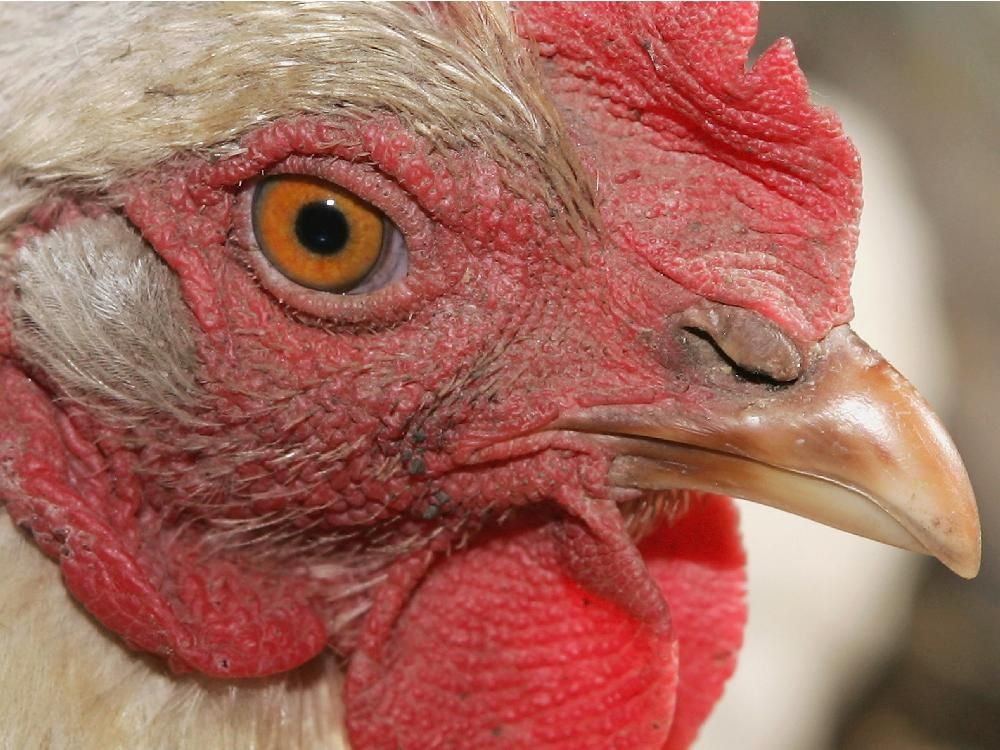 Watchwords: The meaning of biddy keeps changing | Montreal Gazette