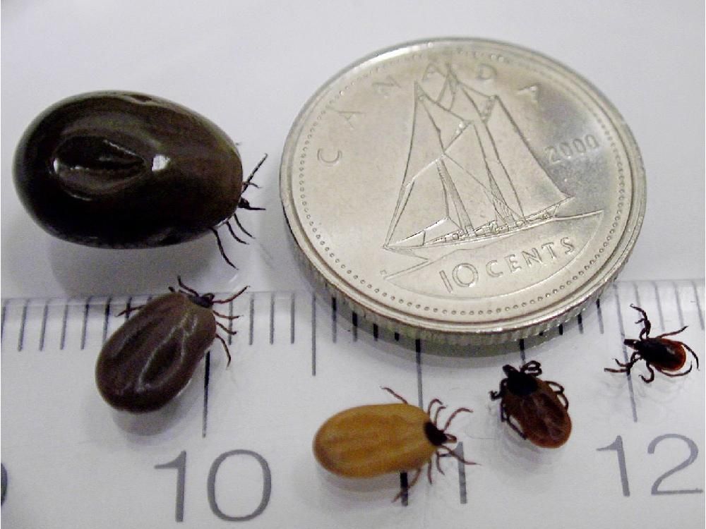 Beware of ticks this summer: Number of Lyme disease cases rising ...
