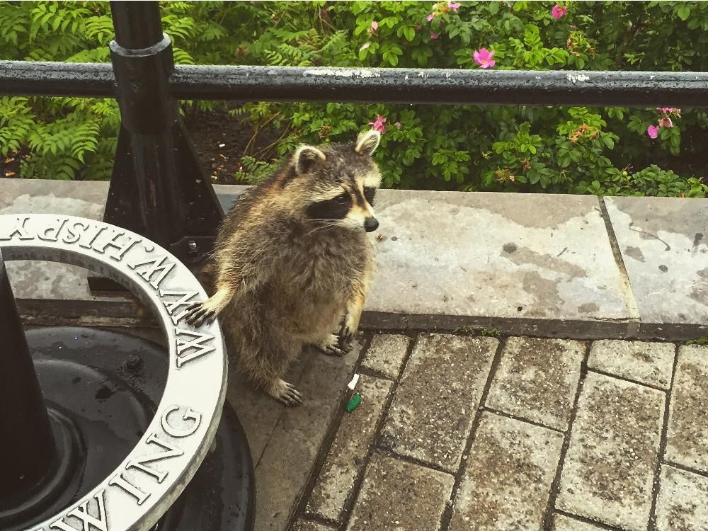 Feeding the raccoons on Mount Royal does more harm than good, city says ...