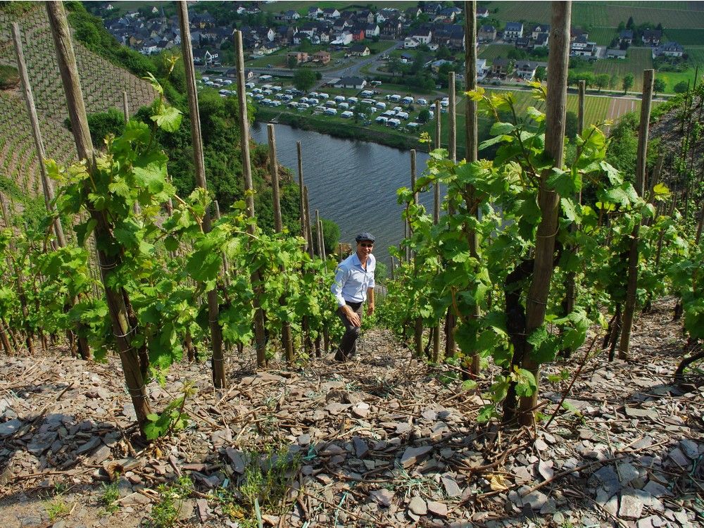 German riesling is unique: Here's why | Montreal Gazette