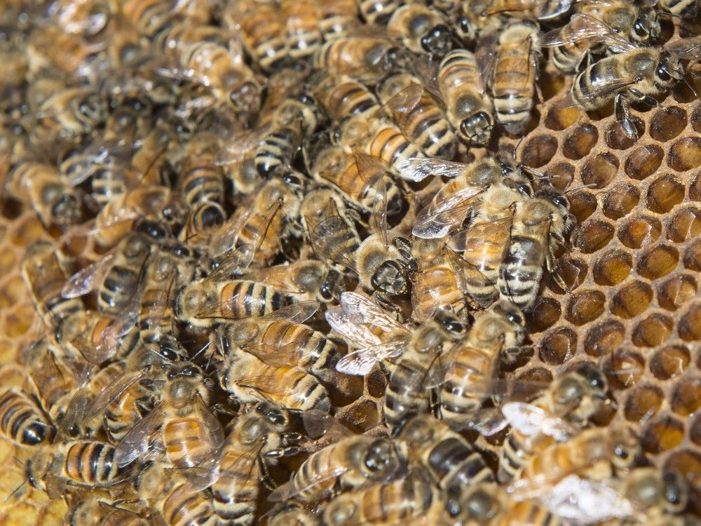 Second man arrested after theft of 5 million bees | Montreal Gazette