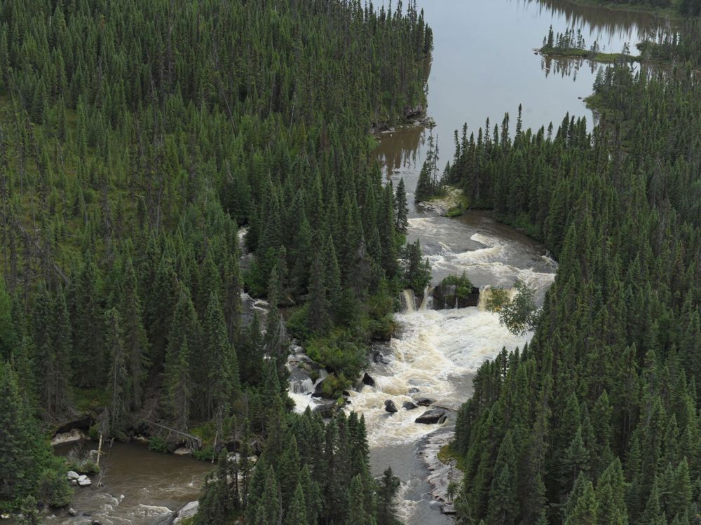 Quebec boreal forest could be climate change refuge: study | Montreal ...