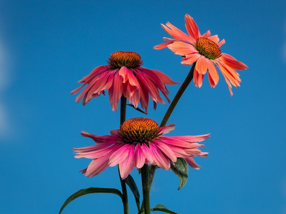 Montreal unveils its official flower | Montreal Gazette