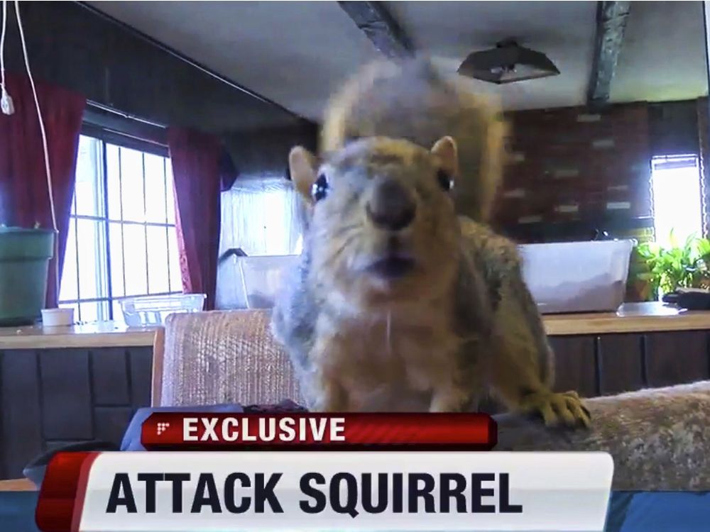 Dramatic Squirrel Drops Nut