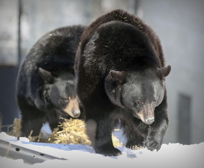 Watch: Sûreté du Québec shares video of bear encounter to warn drivers ...