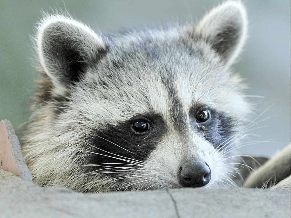 Annual campaign underway in Quebec to stem rabies in raccoons, skunks ...