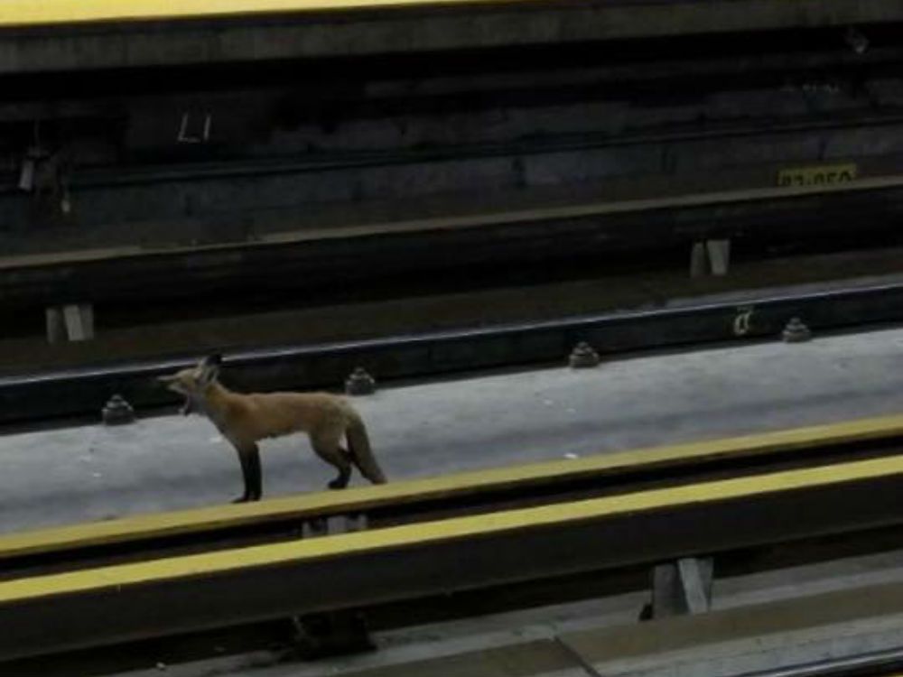Red fox rescued from McGill métro station | Montreal Gazette