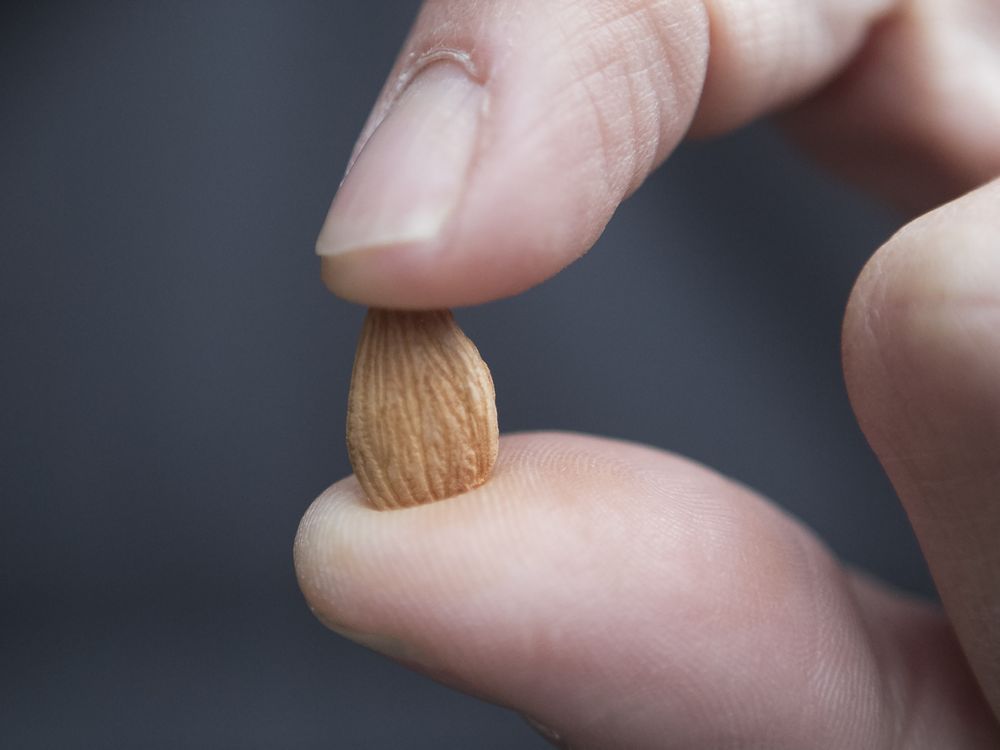 Superseed? Apricot kernels, touted as cancer cure, linked to cyanide ...