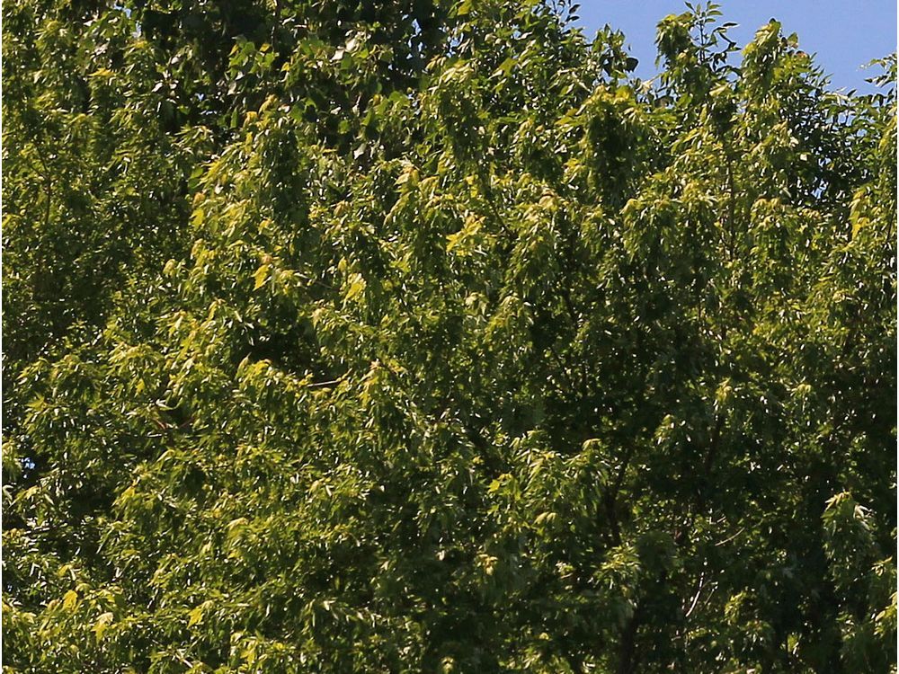 Dorval supports tree plantation program for local businnees | Montreal ...