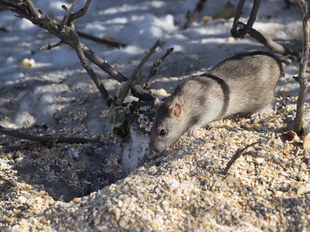 Rats are squatting in a snowbank in N.D.G. | Montreal Gazette