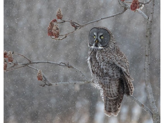 Top 7 birdwatching spots in Montreal, chosen by an award-winning ...