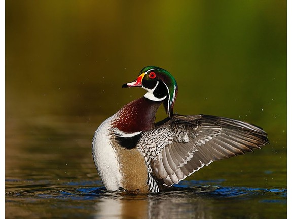 Top 7 birdwatching spots in Montreal, chosen by an award-winning ...