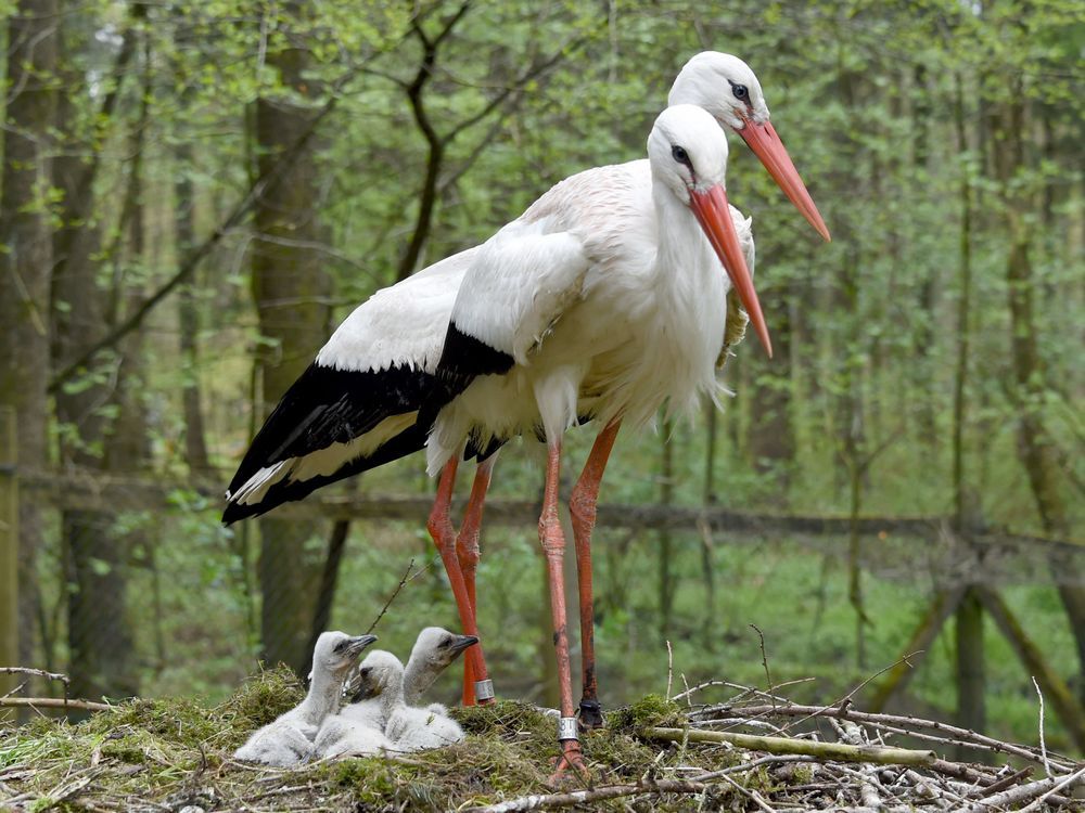 While you were sleeping: Migrating stork racks up gigantic phone bill ...