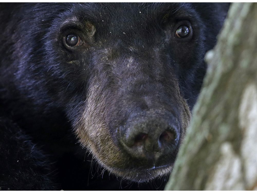 Black bear poaching operation busted by Quebec wildlife ministry ...