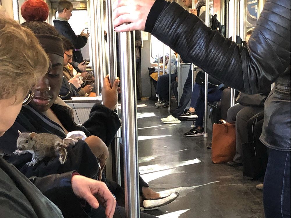 While you were sleeping: Squirrel displays questionable commuter ...