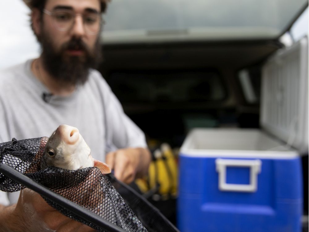 Battling the tench fish invasion: 'Like Game of Thrones under water ...