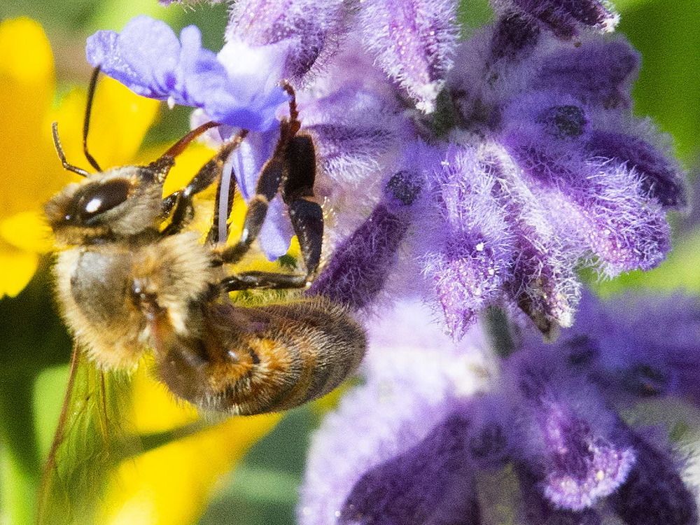 Quebec bees buoyed by honey cravings and spike in hive rentals ...