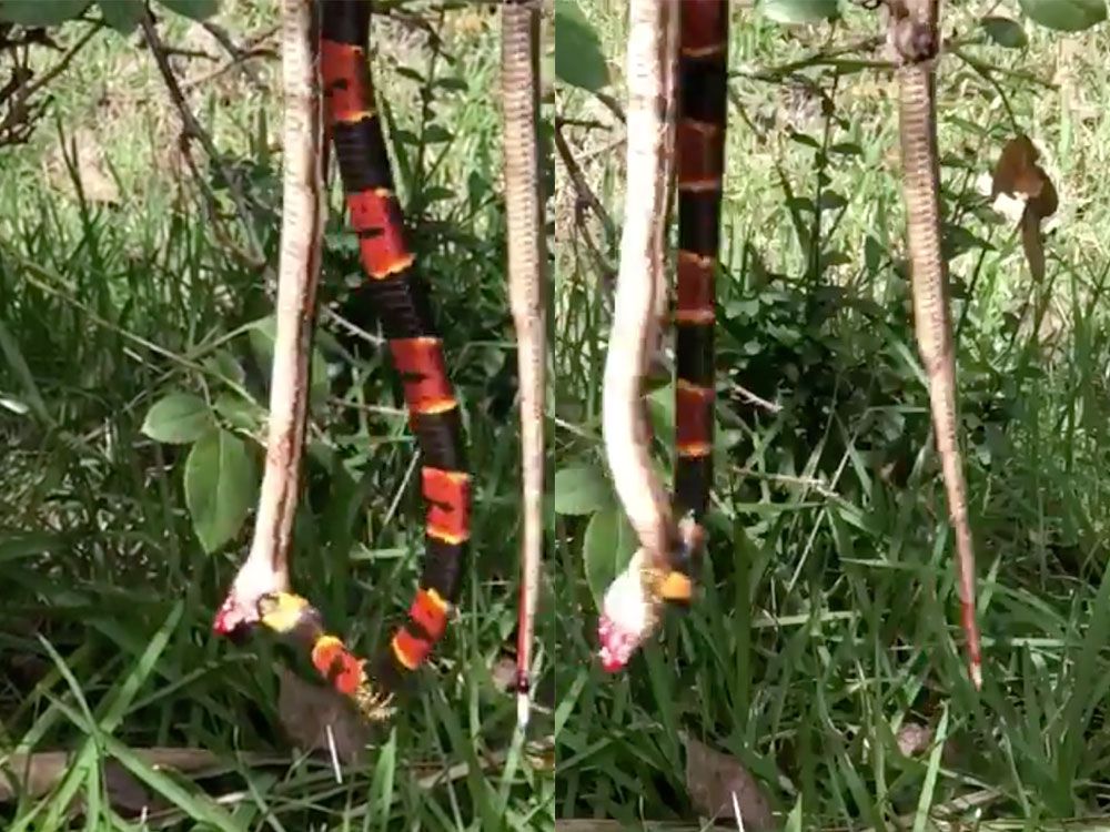 While you were sleeping: Just some wasp-on-snake-on-snake action. No ...