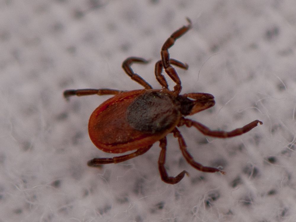 Explainer: How to avoid contracting Lyme disease | Montreal Gazette