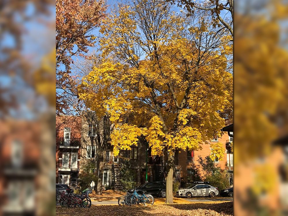 Montreal weather: What's happening out there? It's a good day, sunshine ...