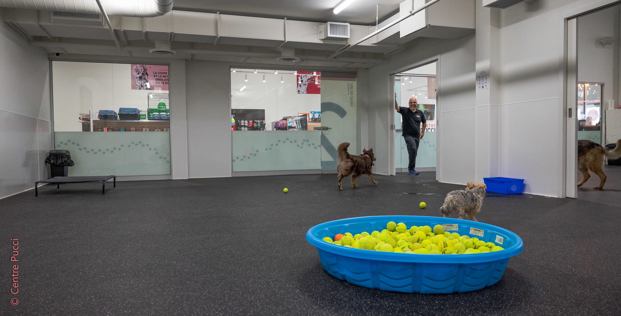 At Centre Pucci, dogs' comfort and health are the first priority ...