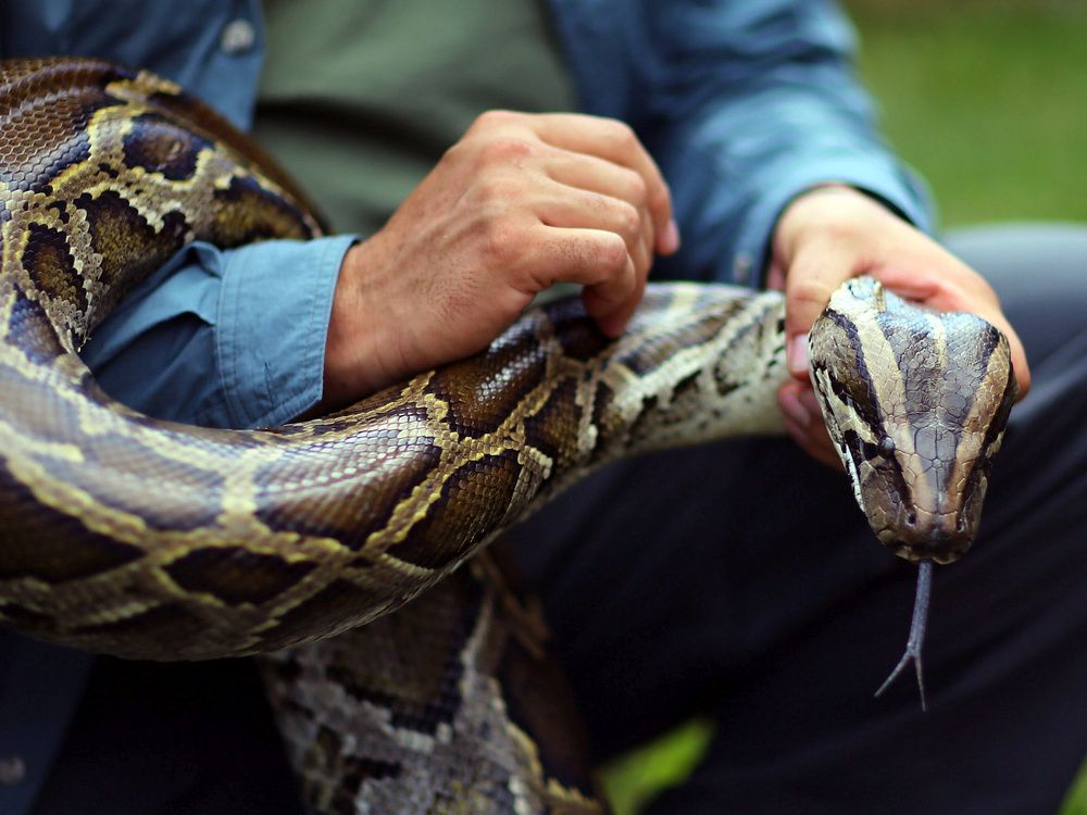 Man charged with smuggling pythons in his pants at Quebec-New York ...