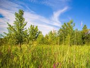 Montreal Hydro Qu bec Reach Deal To Save Part Of Bois Steinberg 