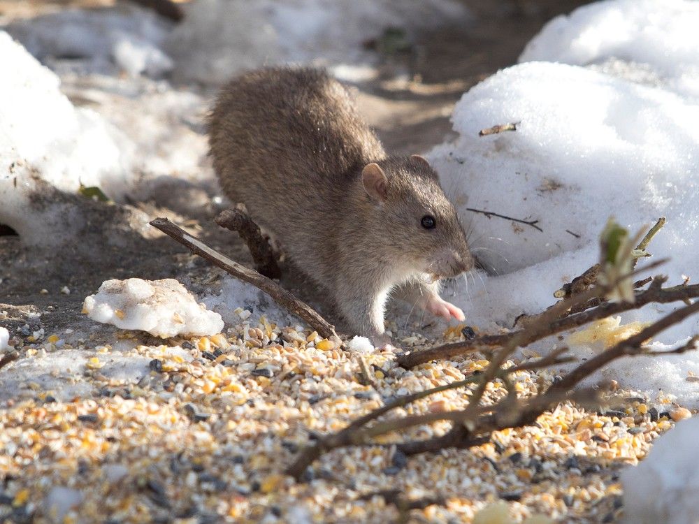 Rats! Montreal is infested, say exterminators and city hall opposition ...