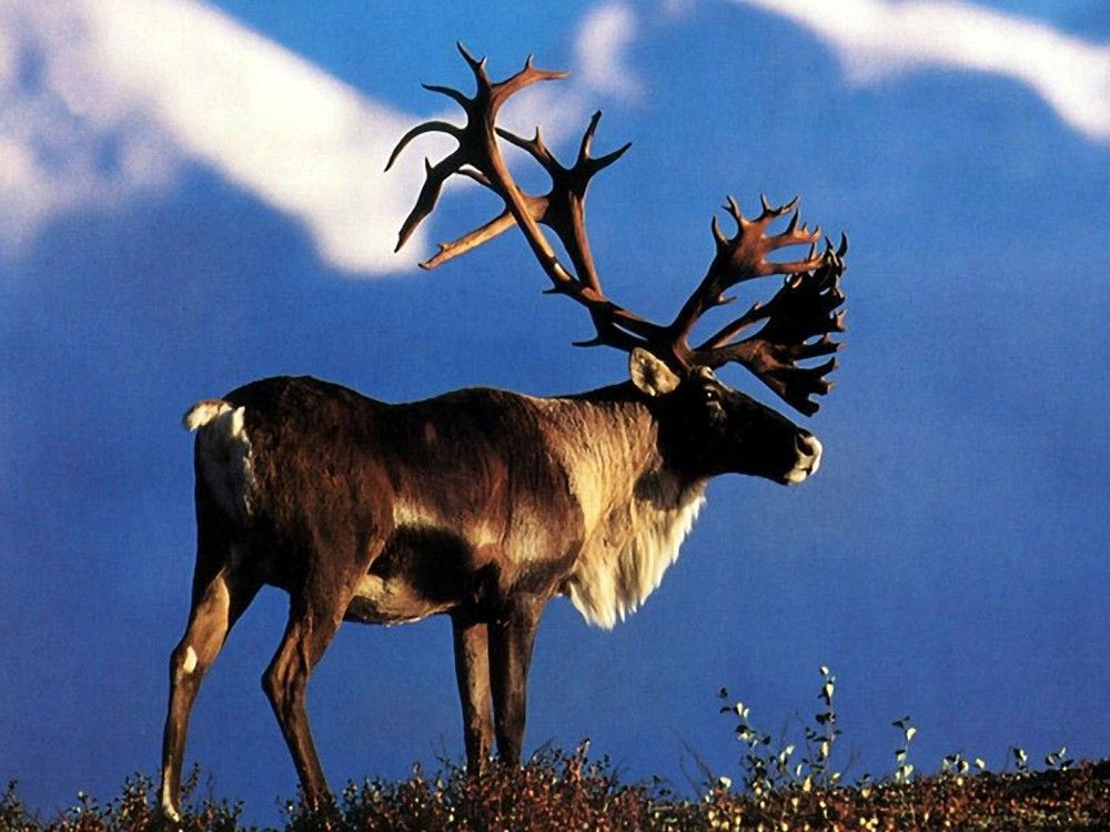 Steven Guilbeault calls for decree to protect caribou in Quebec ...