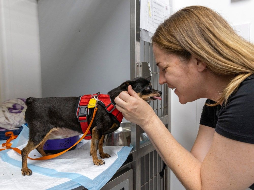 Photos: Pets up for adoption at the SPCA | Montreal Gazette