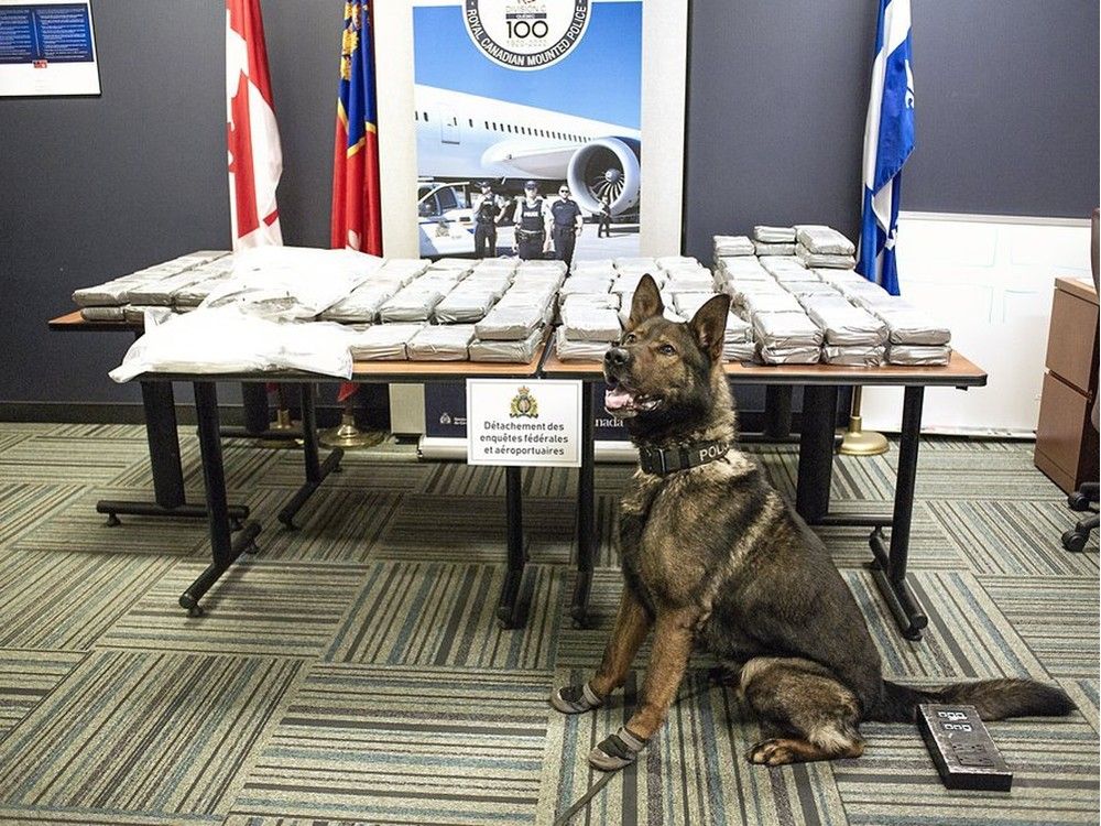 Tip from public, Montreal police dog help RCMP find 156 kilos of ...