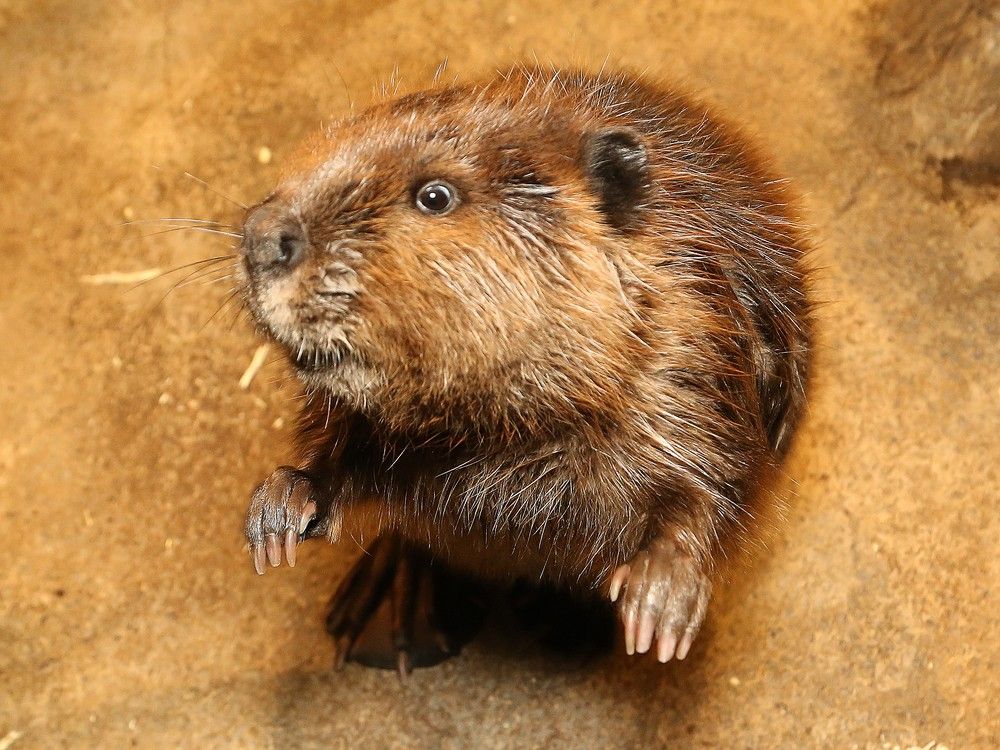 Montreal weather: The Beaver Moon will be full before the sun is up ...