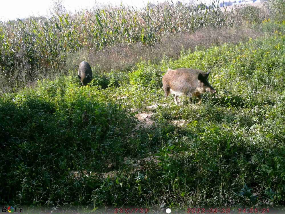 Quebec catches one of two wild boars on the loose since September ...