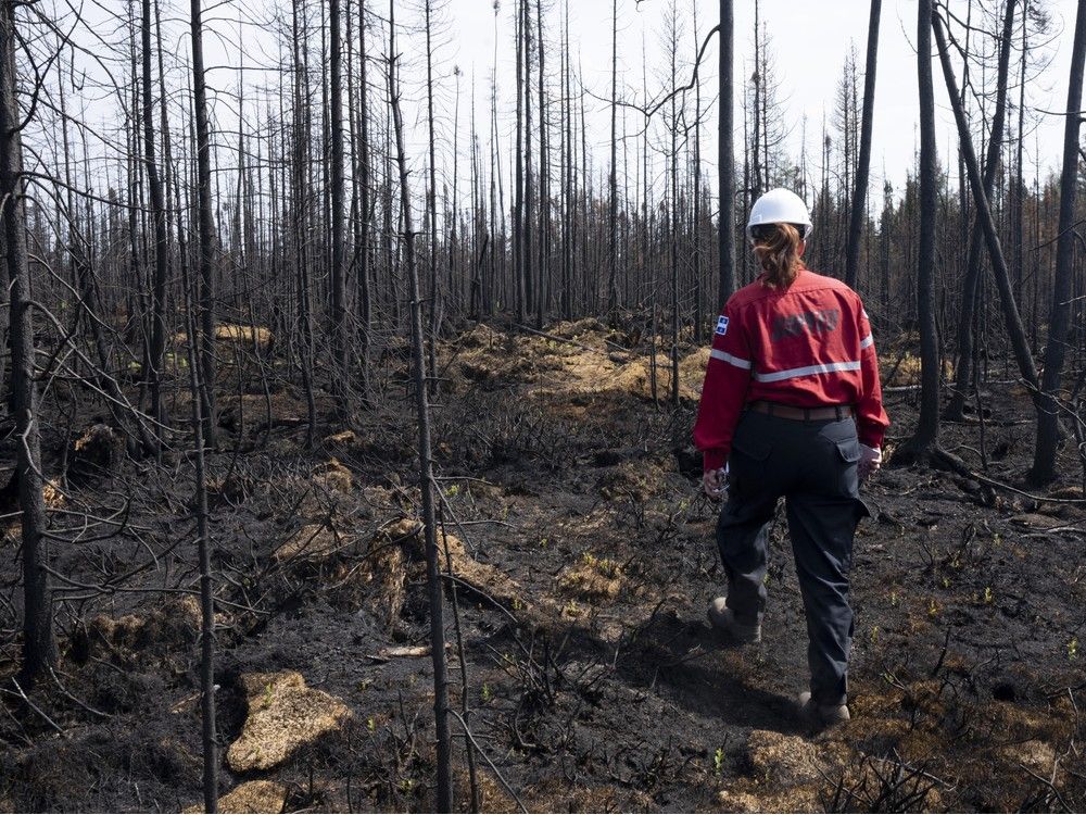 Canada and Quebec are preparing for another heavy forest fire season ...