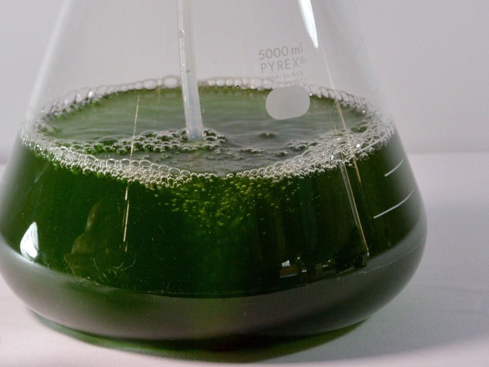 Algae can produce electricity, Concordia researchers find | Montreal ...