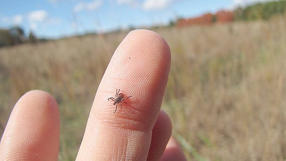 Lyme disease is now endemic on the island of Montreal, city says ...