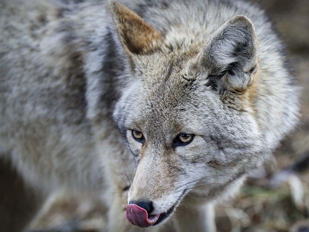 Kings of Coke tells the tale of Montreal's infamous West End Gang ...